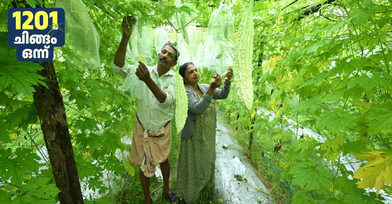 പൊന്നുവിളയിക്കുന്ന മരതകം ഫാം - Marathakam Farm | Farming in Kerala ...