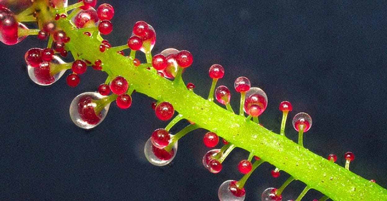 പാർട് ടൈം നോൺ വെജ് ചെടി! - Plants That Eat Insects | Manorama Online ...