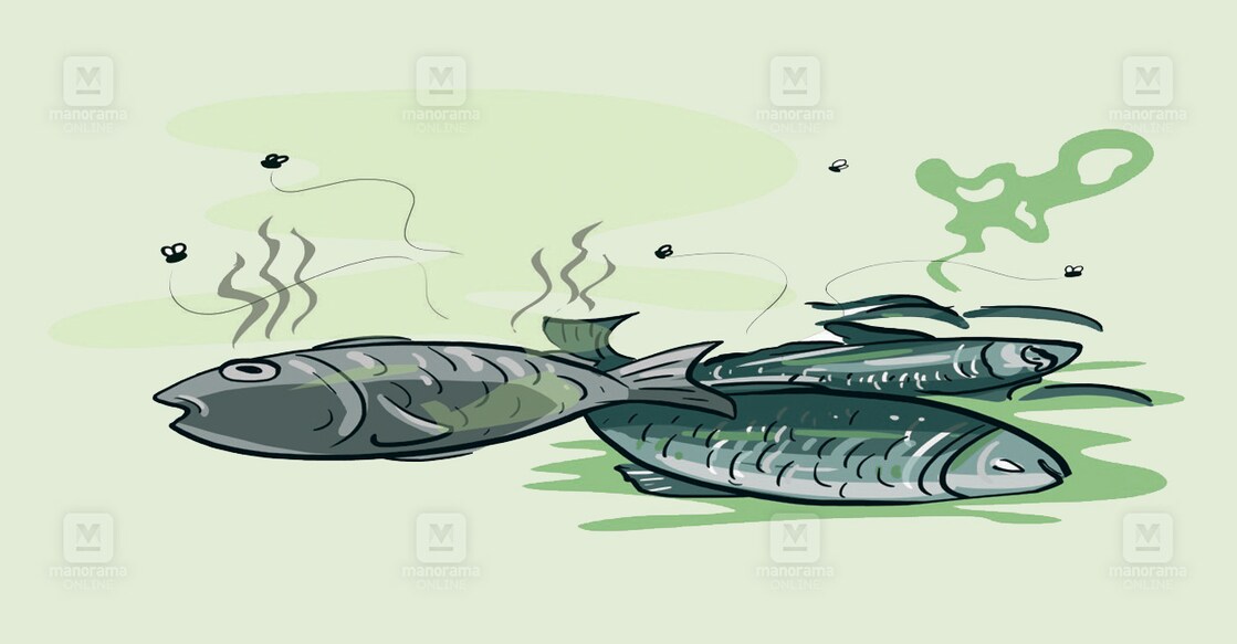 മീൻ മണക്കുന്നോ? മാറ്റാൻ വഴിയുണ്ട്– Fish | Fishy smell | Manorama Online ...