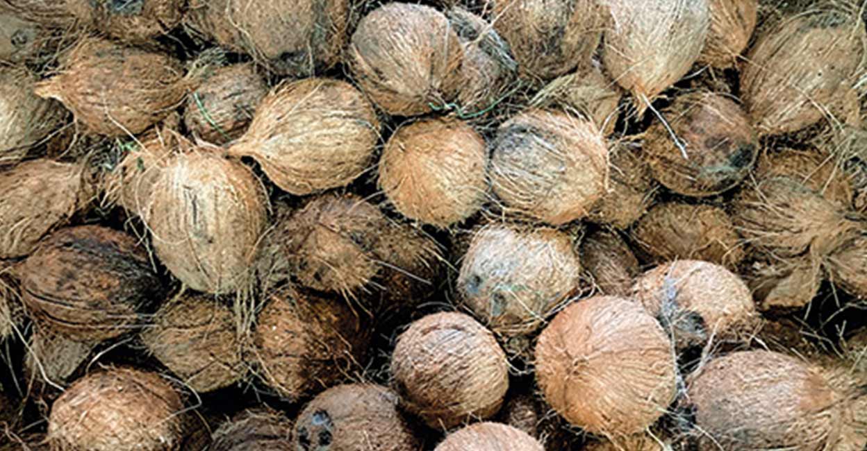 തേങ്ങ, കൊപ്ര വില താഴേക്ക് | coconut copra price down | coconut price ...