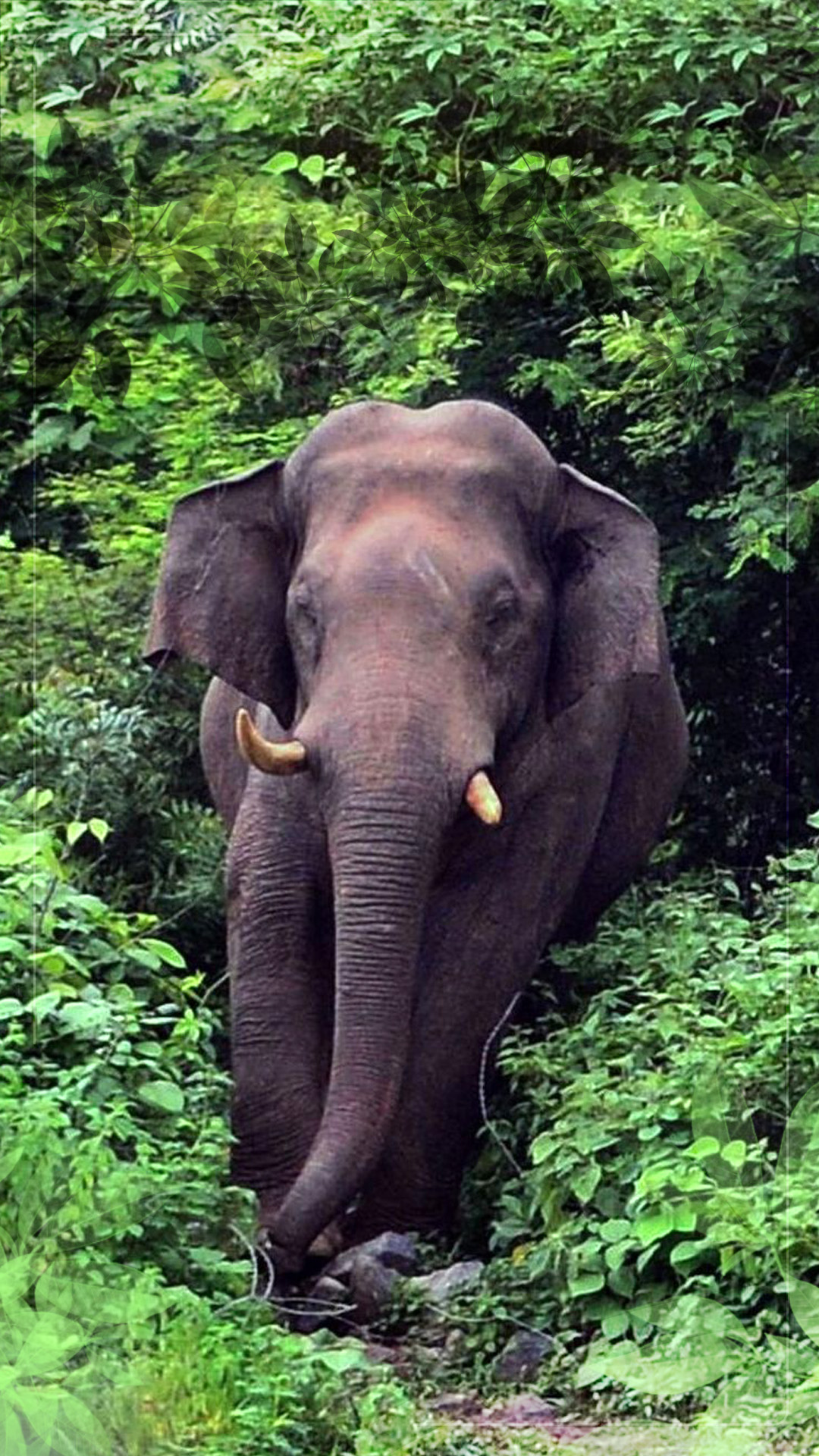 ‘ആനകൾ നൂറിലധികം കി.മീ താണ്ടി മടങ്ങിവന്ന ചരിത്രമുണ്ട്' - Arikomban