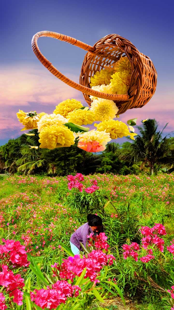 കേരളത്തിന് നിറങ്ങൾ ചാർത്തുന്ന ഗ്രാമം - Thovalai Flower Market