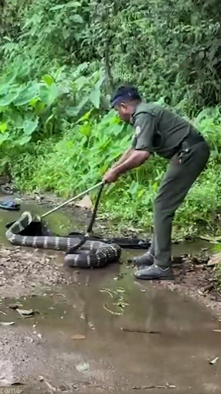 12 അടിക്ക് മുകളിൽ നീളം; കൂറ്റൻ രാജവെമ്പാല പിടിയിൽ