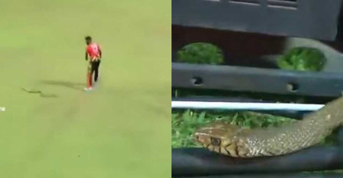 അയ്യോ പാമ്പ്, കടിയേൽക്കാതെ രക്ഷപെട്ട് ലങ്കൻ ക്രിക്കറ്റ് താരം- Lankan Cricket | Snake | Cricket ...