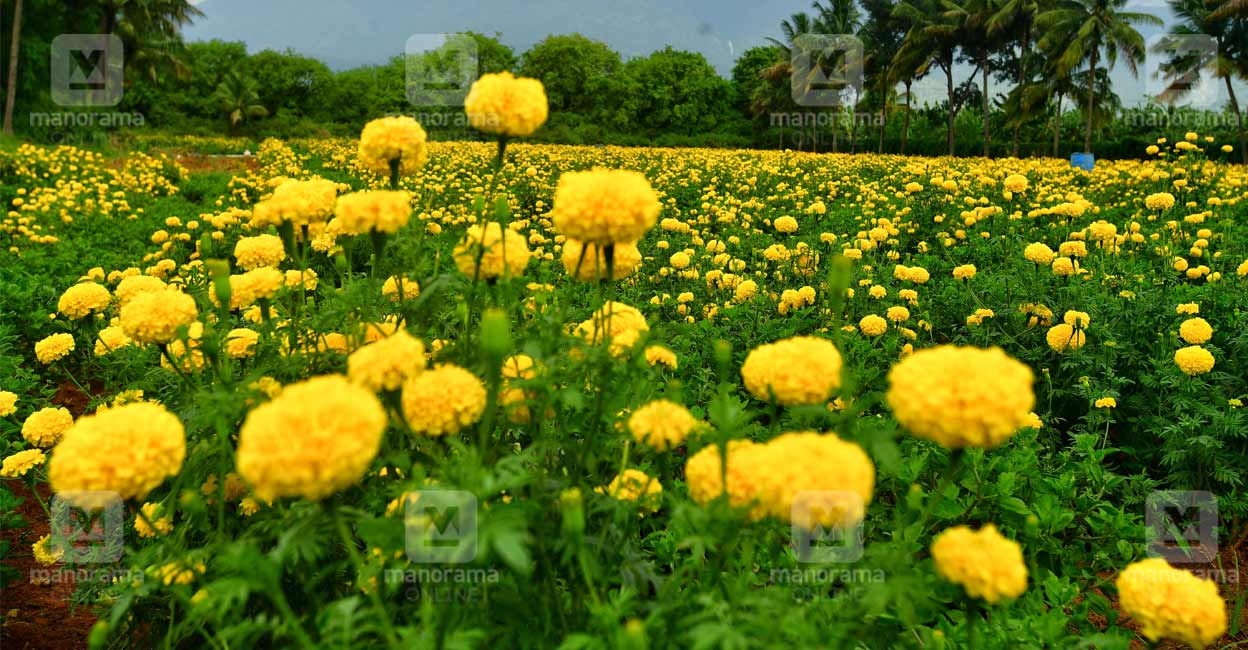 ഓണമെത്തി, ശീലയംപെട്ടിയിൽ ഒരുങ്ങി - Onam Celebration | Sheelayampetti ...