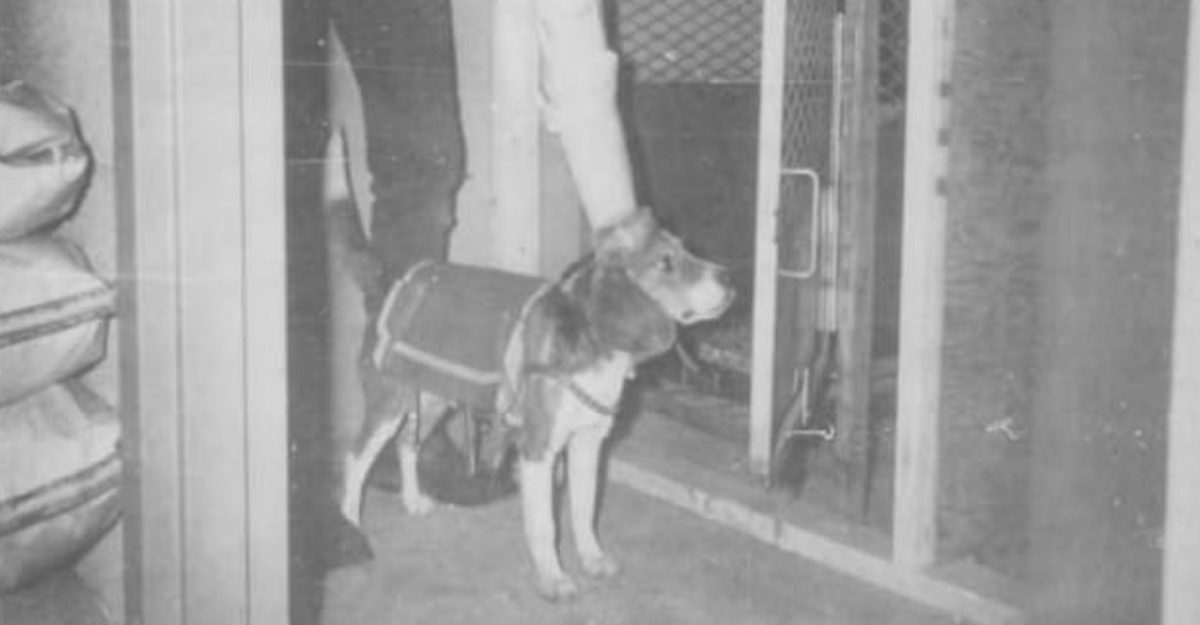 നായയുടെ തലയ്ക്കുള്ളിൽ ഇലക്ട്രോഡുകള്‍ ഘടിപ്പിച്ചത് സിഐഎ, പരീക്ഷണങ്ങളുടെ ...