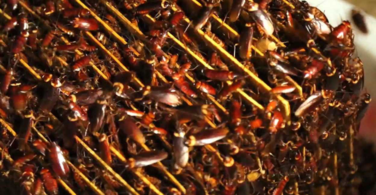 ചൈനീസ് സൗന്ദര്യവര്‍ധക വസ്തുക്കളിലും മരുന്നുകളിലും കൂറകൾ, നിർമാണം അതീവ ...