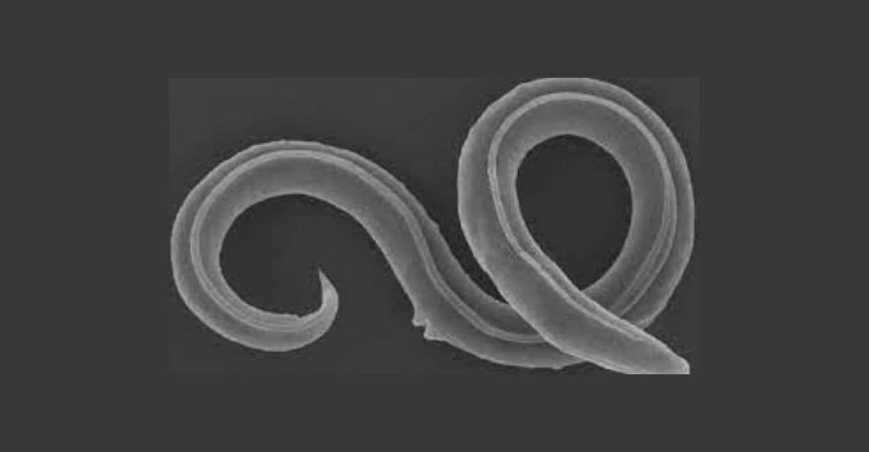 46,000 വര്‍ഷത്തോളം 100 അടിയോളം താഴ്ചയിൽ മയക്കം!; ആ ചെറു ജീവി വർഗത്തെ ഉണ ...