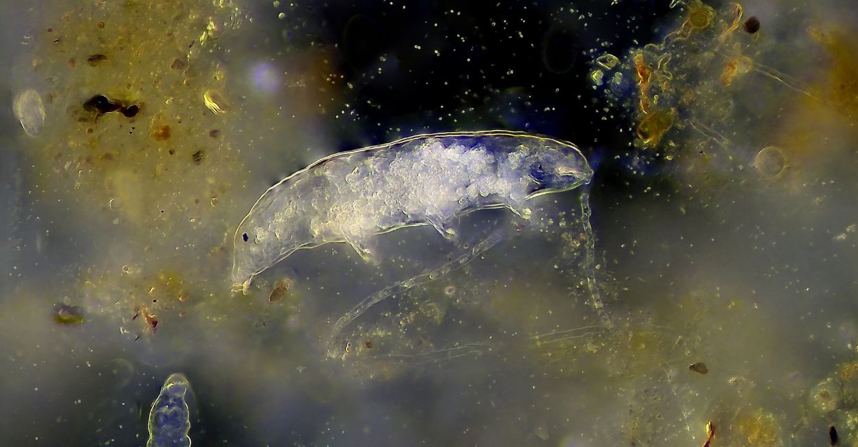 ടാർഡിഗ്രേഡുകൾ വികിരണം ചെറുക്കുന്നതെങ്ങനെ?| tardigrade reveals secrets ...