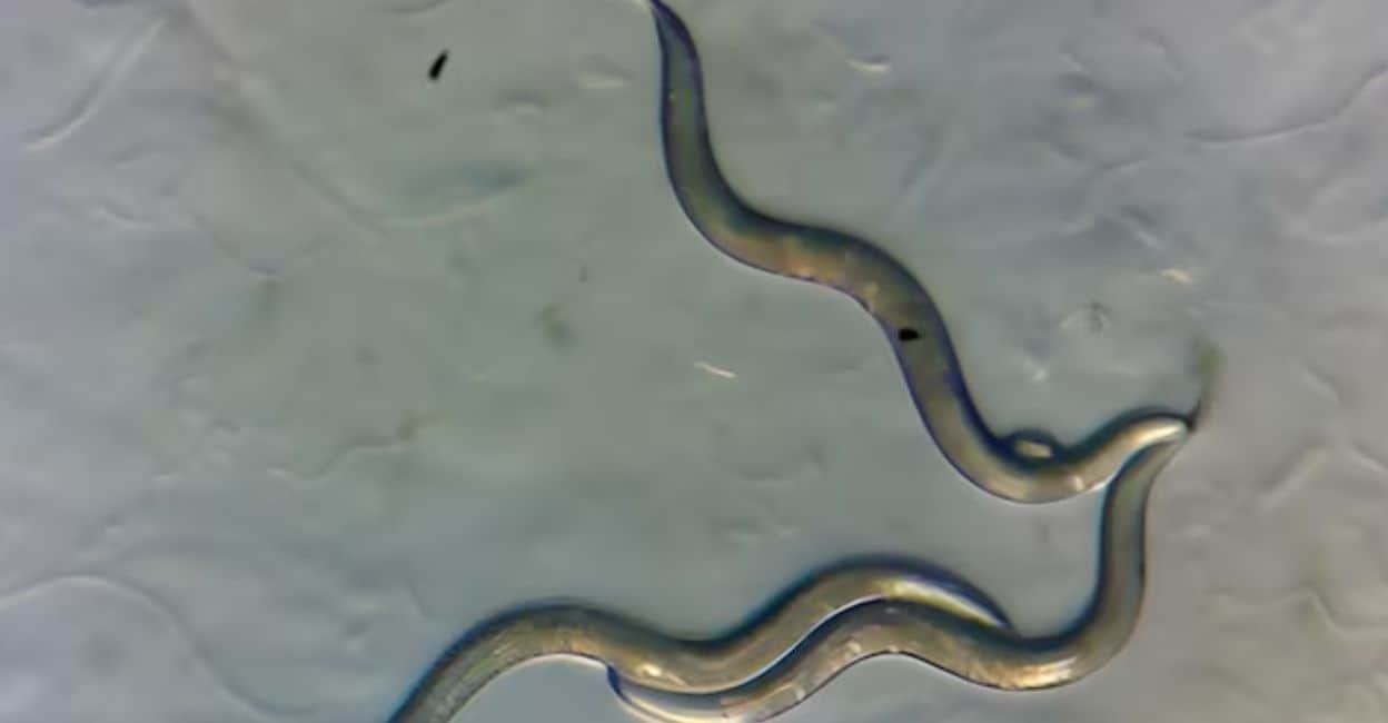 ആണവവികിരണമൊക്കെ ഈ പുഴുക്കൾക്ക് പുല്ലാണ്|Tiny worms have survived ...