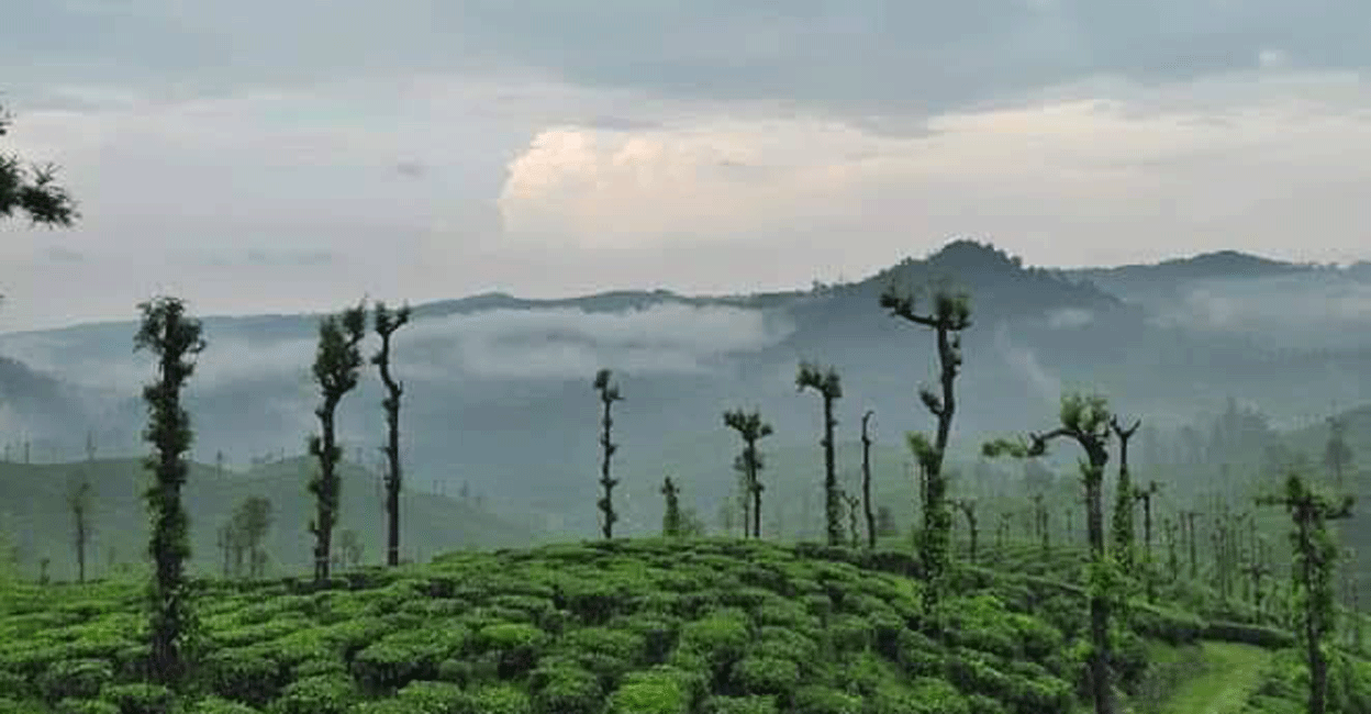 അതിസുന്ദരം ഇൗ കാനനപാത; ഇത് മലയാളി ബൈക്ക് യാത്രികരുടെ പ്രിയ ഇടം | A ...