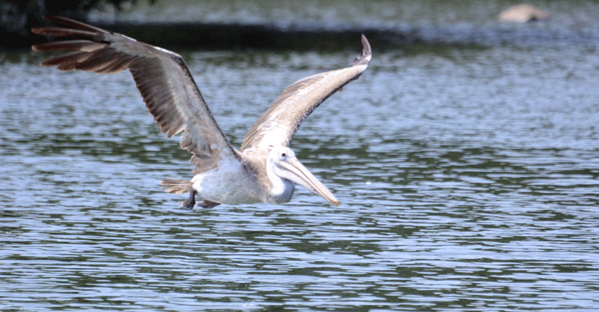 പക്ഷികളുടെ യുവജനോത്സവം നടക്കുന്നിടത്തേക്ക് | Ranganathittu Bird Sanctuary