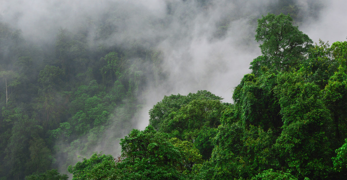 പുള്ളിപ്പുലിയും, പെരുമ്പാമ്പും പറക്കുന്ന അണ്ണാനും നിറഞ്ഞ മഴക്കാട് ...
