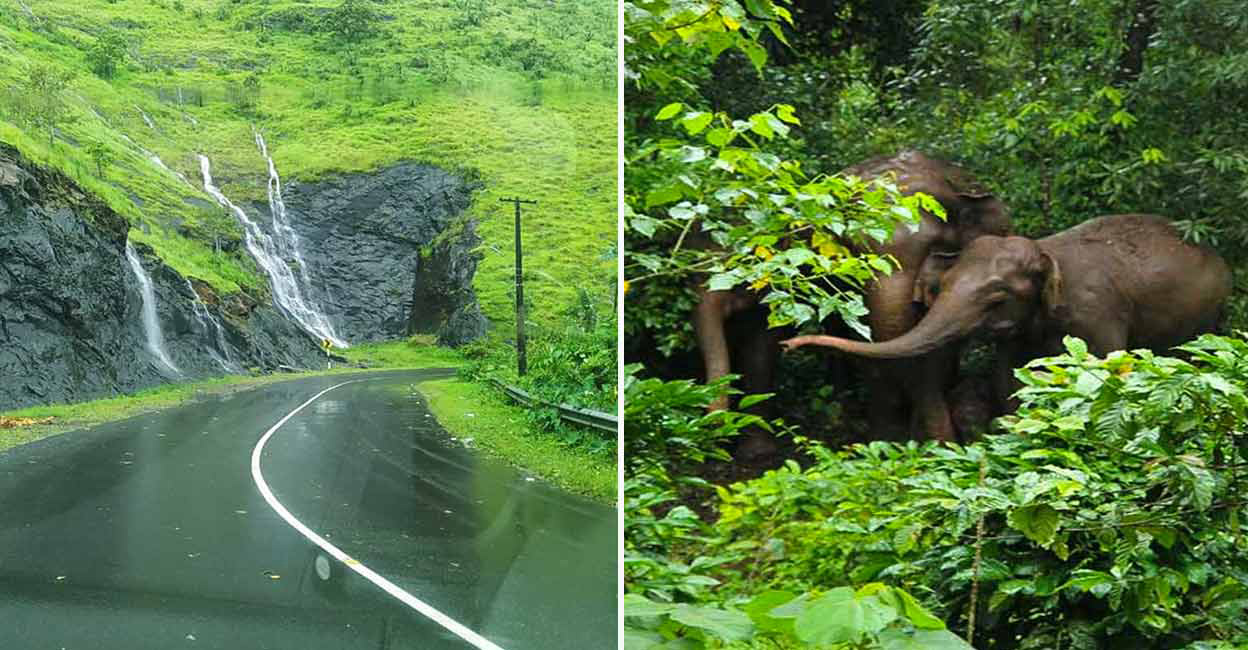 വന്യമൃഗങ്ങളെ കണ്ട് കാടിനുള്ളിൽ താമസിക്കാം; ഗവിയിലേക്ക് യാത്ര തിരിക്കാം ...