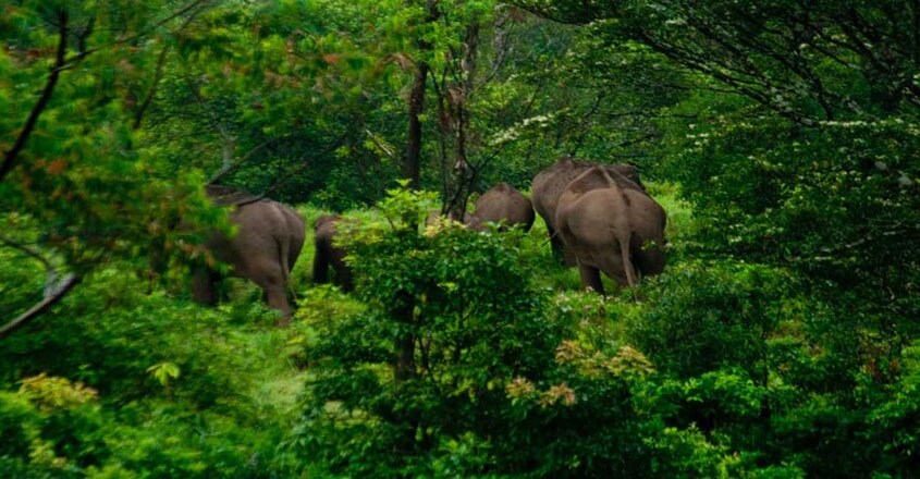മഴക്കാലത്ത് മുഴുവന്‍ സൗന്ദര്യവും ആസ്വദിക്കാം, വേനലിലും കുളിരായി ഗവി ...