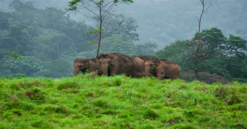 മഴക്കാലത്ത് മുഴുവന്‍ സൗന്ദര്യവും ആസ്വദിക്കാം, വേനലിലും കുളിരായി ഗവി ...