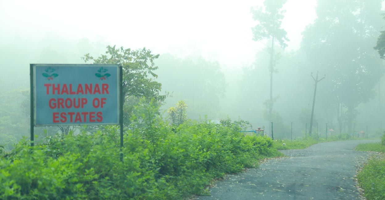 തേയിലത്തോട്ടത്തിനു നടുവിൽ കൊമ്പുകോർക്കുന്ന കാട്ടാനകൾ; ഇങ്ങനെയൊരിടം വാ ...