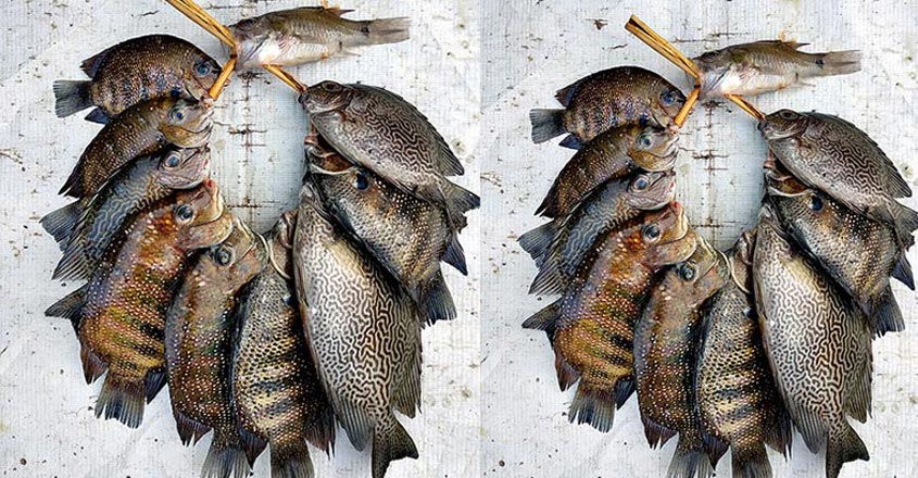 ഗോവയിൽ പോയാൽ മീൻ രുചിയറിയാതെ മടങ്ങാനാവില്ല | Travel To Goa