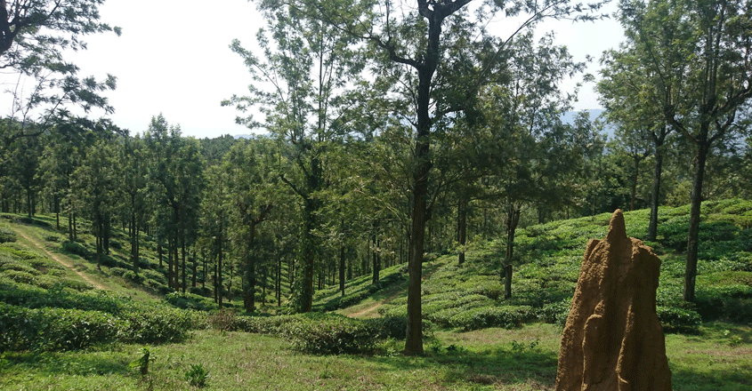 ദേവര്‍ഷോലൈയിലെ രണ്ട് രാപകലുകള്‍ | Devarshola Travel