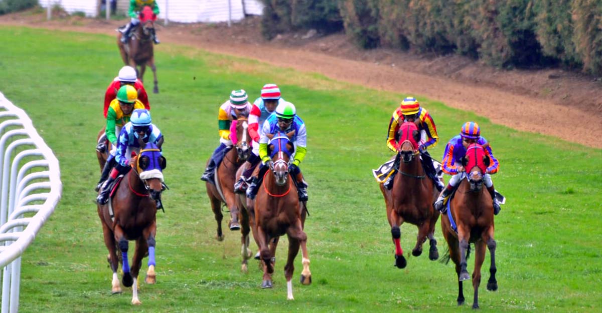 കാരവനിലെത്തുന്ന കുതിരകൾ; ഇത് ഊട്ടിയുടെ സ്വന്തം പന്തയം, ഒഴുകുക ലക്ഷങ്ങ ...