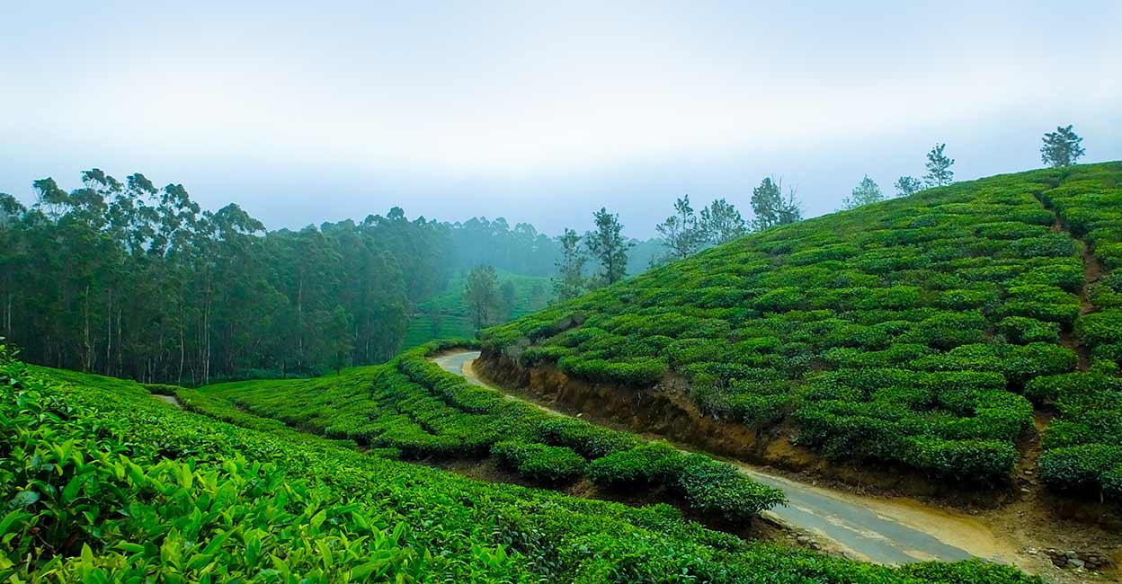 പാവപ്പെട്ടവന്‍റെ ഊട്ടി; കോടമഞ്ഞണിഞ്ഞ തേയിലത്തോട്ടങ്ങള്‍ക്കിടയിലൂടെ ...