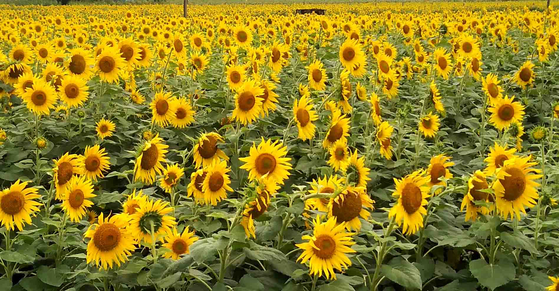 വയനാട് മുത്തങ്ങ വഴി ഗുണ്ടല്‍പേട്ടിലേക്ക്; മഞ്ഞവിരിച്ച് പാതയോരങ്ങളി ...