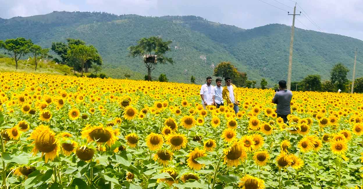 സൂര്യകാന്തിയും ചെണ്ടുമല്ലിയും പൂത്തുലഞ്ഞു; മഞ്ഞക്കടലായ ഗുണ്ടല് ...