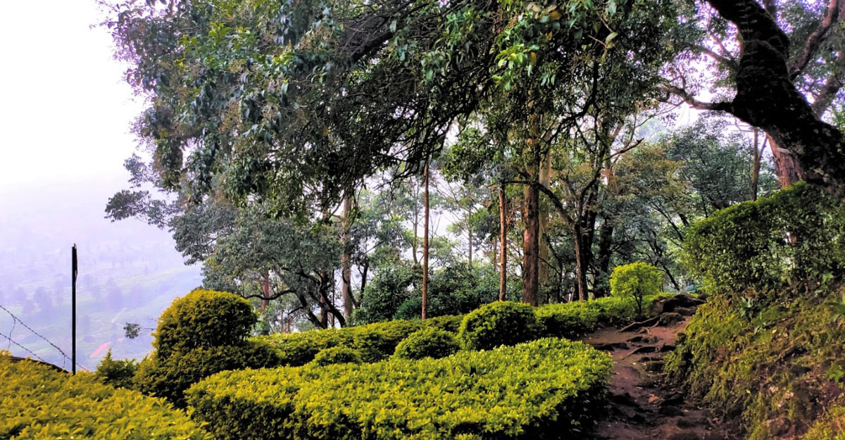പൊത്തമേടും പെൻഗ്വിന്‍പാറയും; മൂന്നാറിൽ ഇങ്ങനയൊരു സ്ഥലമോ? | Best Places ...