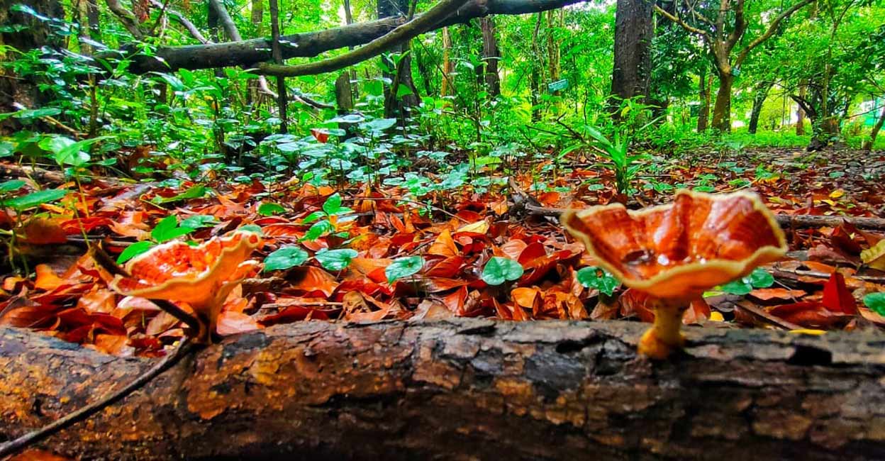 കാടിന്റെ മടിത്തട്ടിൽ പ്രകൃതി ഒളിപ്പിച്ച കാണാക്കാഴ്ചകൾ;‘വനപർവം ...