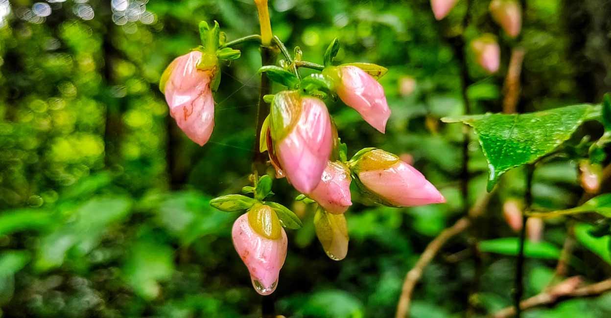 കാടിന്റെ മടിത്തട്ടിൽ പ്രകൃതി ഒളിപ്പിച്ച കാണാക്കാഴ്ചകൾ;‘വനപർവം ...