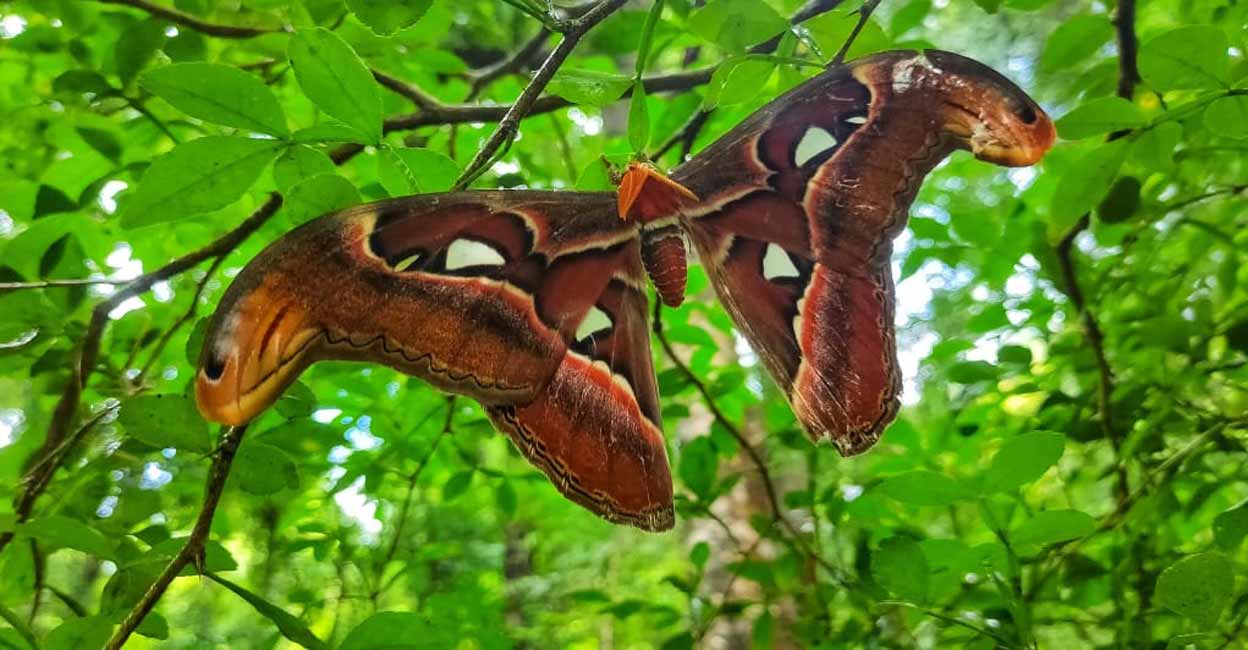 കാടിന്റെ മടിത്തട്ടിൽ പ്രകൃതി ഒളിപ്പിച്ച കാണാക്കാഴ്ചകൾ;‘വനപർവം ...
