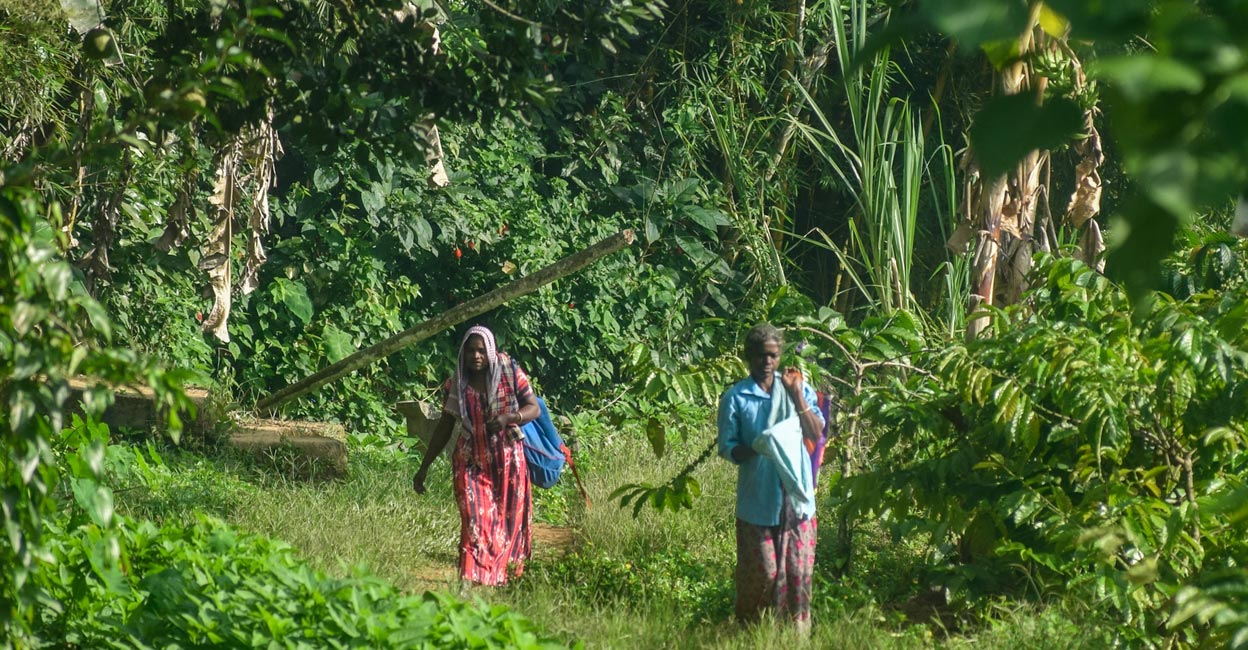 വയനാടിന്റെ ഇൗ അതിശയ കാഴ്ച കണ്ടില്ലെങ്കിൽ പിന്നെ എന്തിനു യാത്ര തുടരണം ...