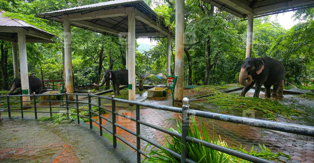 മഴപെയ്യുമ്പോൾ കല്ലാറിലെ കുട്ടവഞ്ചിയിൽ വട്ടം കറങ്ങിയിട്ടുണ്ടോ? - Adavi ...