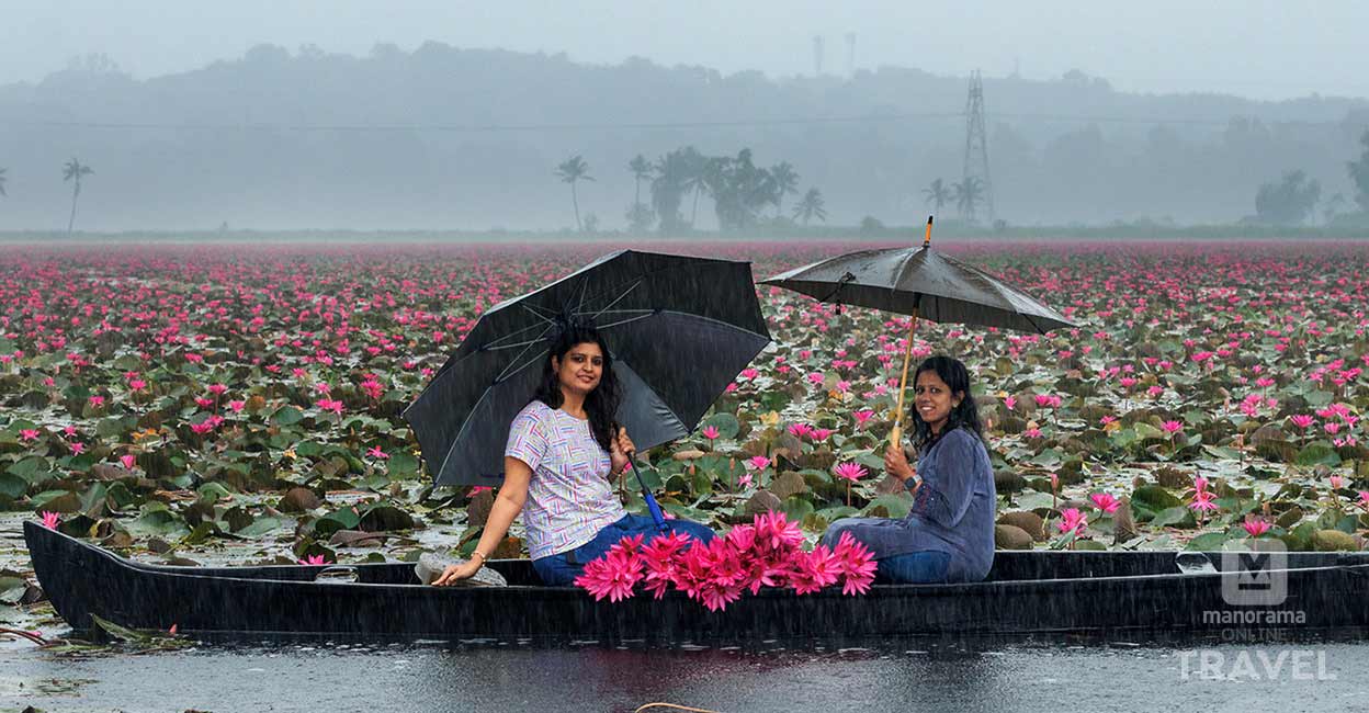 കോട്ടയത്തെ മാജിക് കാഴ്ച, ആമ്പൽ പാടത്ത് എങ്ങനെ എത്താം? – Ambal Kottayam | Root Map | Travel News ...