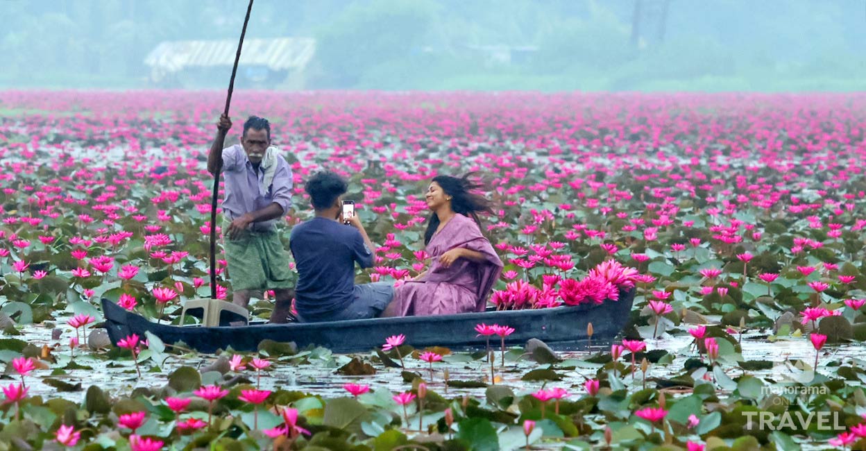 കോട്ടയത്തെ മാജിക് കാഴ്ച, ആമ്പൽ പാടത്ത് എങ്ങനെ എത്താം? – Ambal Kottayam ...