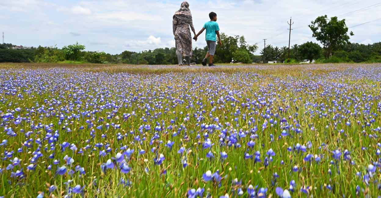Kakapoo Flower Spring Paints Kannur and Kasaragod Blue - കാക്കപ്പൂ ...