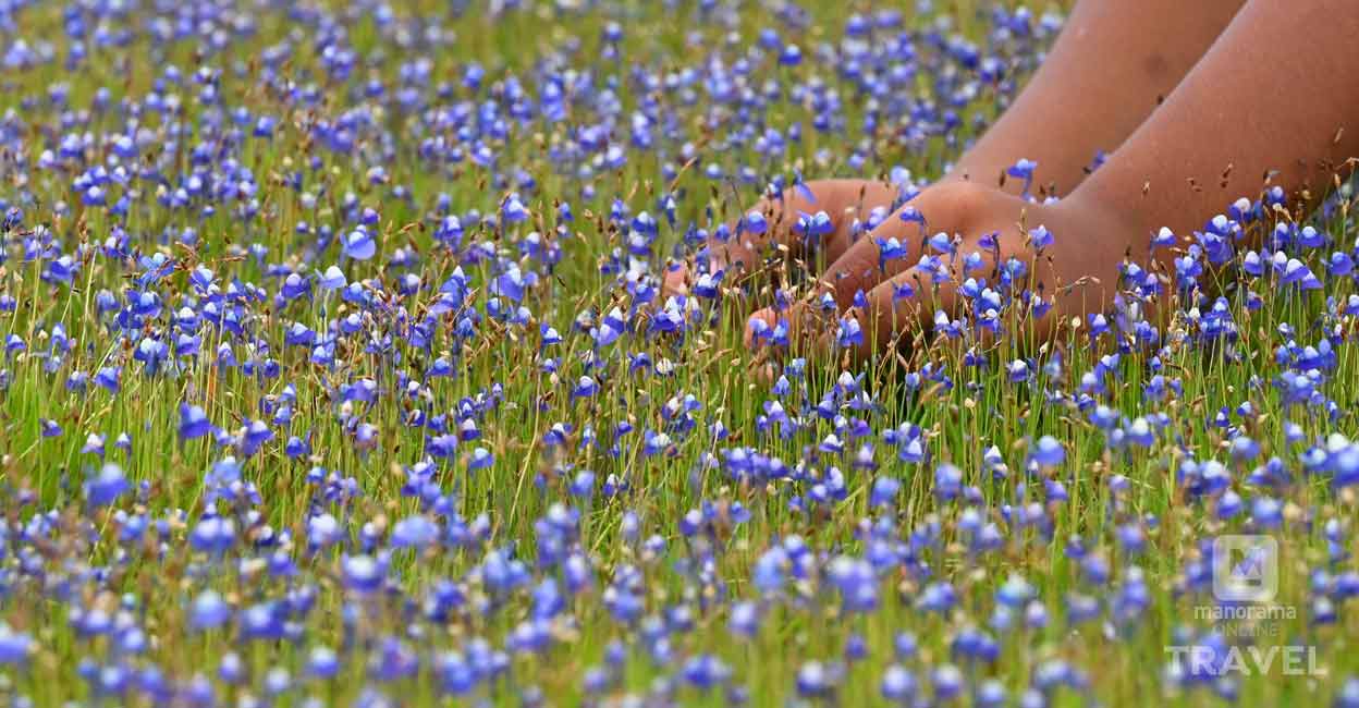 Kakapoo Flower Spring Paints Kannur and Kasaragod Blue - കാക്കപ്പൂ ...