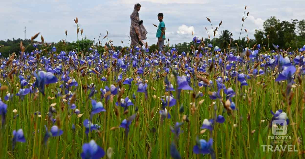 Kakapoo Flower Spring Paints Kannur and Kasaragod Blue - കാക്കപ്പൂ ...