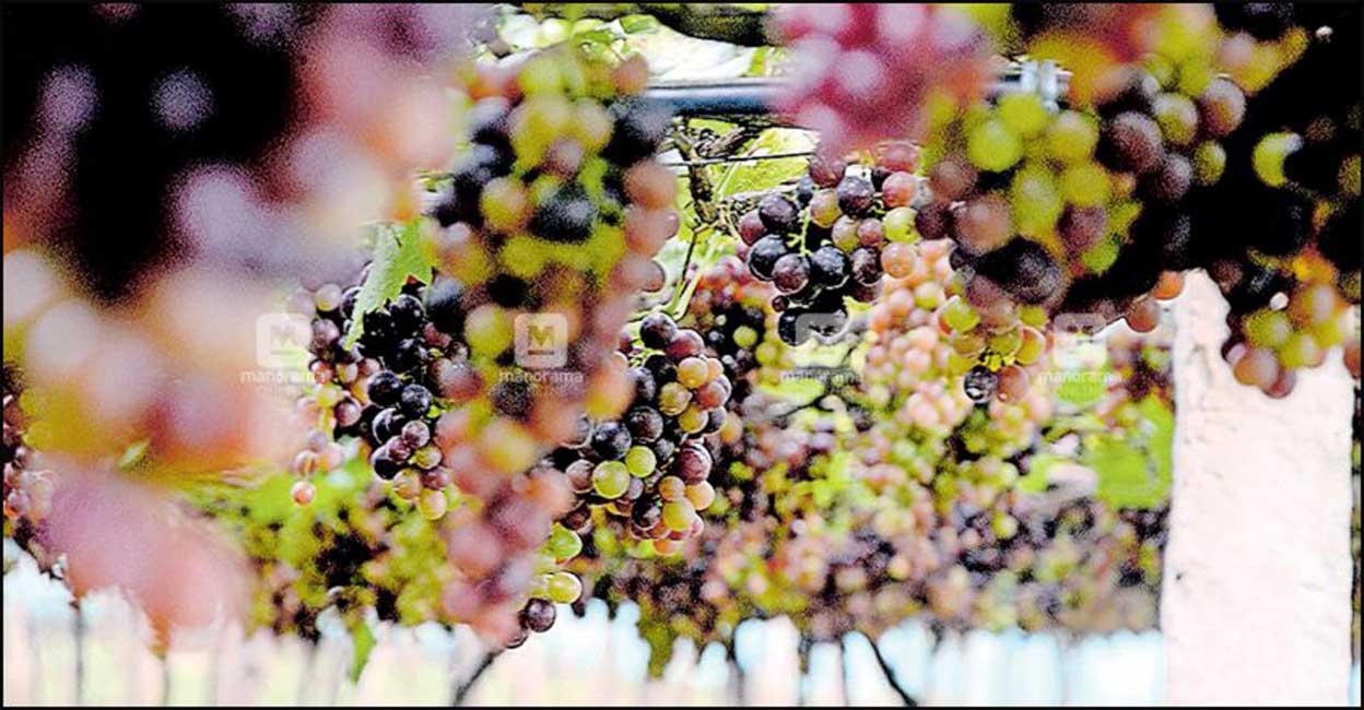 പഴുത്ത് പാകമായി മുന്തിരി; കാഴ്ച കാണാന്‍ മലയാളികളുടെ ഒഴുക്ക് | Grape ...