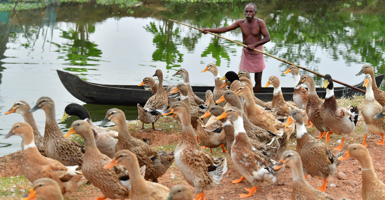 പുതിയ പാക്കേജുകള്‍, രാജ്യാന്തര തലത്തിലേക്ക് അയ്മനം | Kerala Aymanam ...