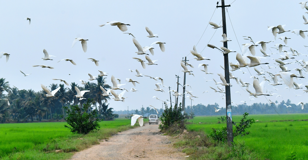 പുതിയ പാക്കേജുകള്‍, രാജ്യാന്തര തലത്തിലേക്ക് അയ്മനം | Kerala Aymanam ...