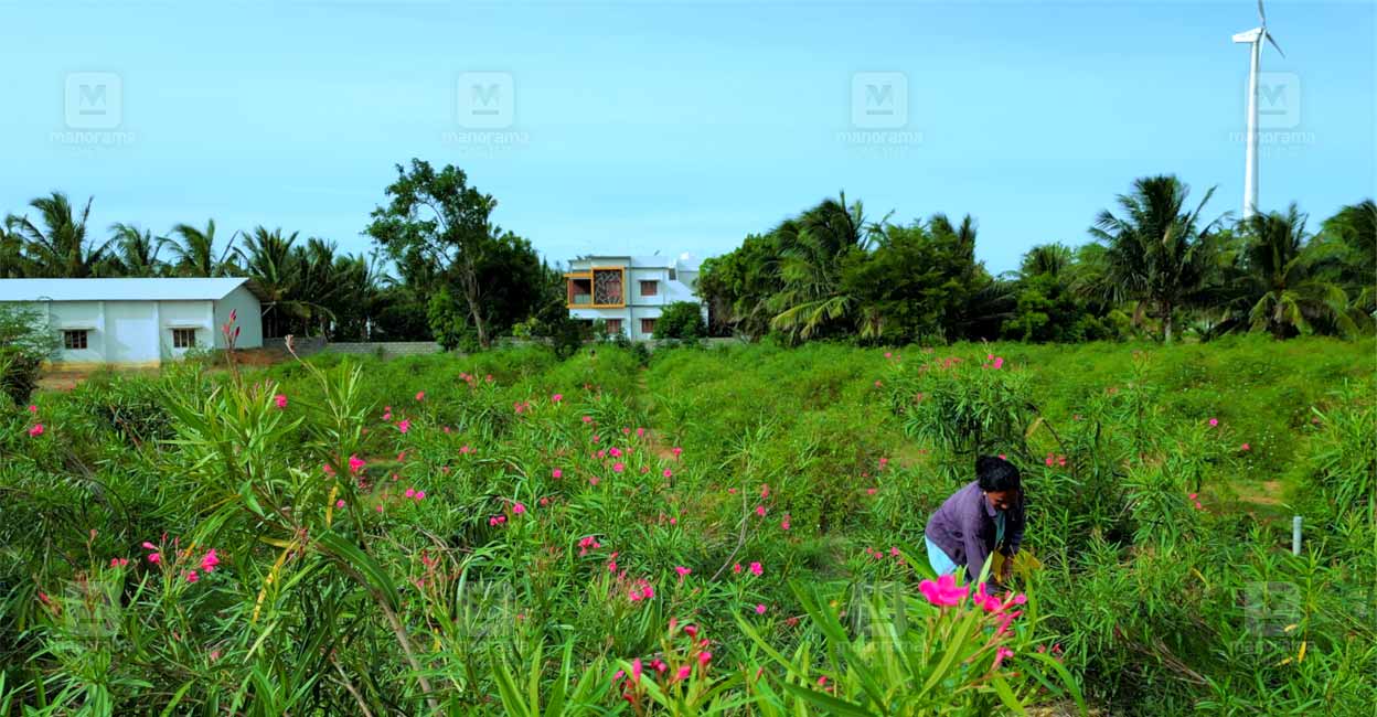 പൂവോളം തോവാള; കേരളത്തിന് നിറങ്ങൾ ചാർത്തുന്ന ഗ്രാമം, വിഡിയോ -Thovalai ...