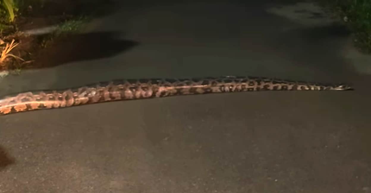 മൂന്നാറിലേക്കൊരു മൺസൂൺ റൈഡ്, വഴിയിലൊരു വമ്പൻ പെരുമ്പാമ്പ് ...