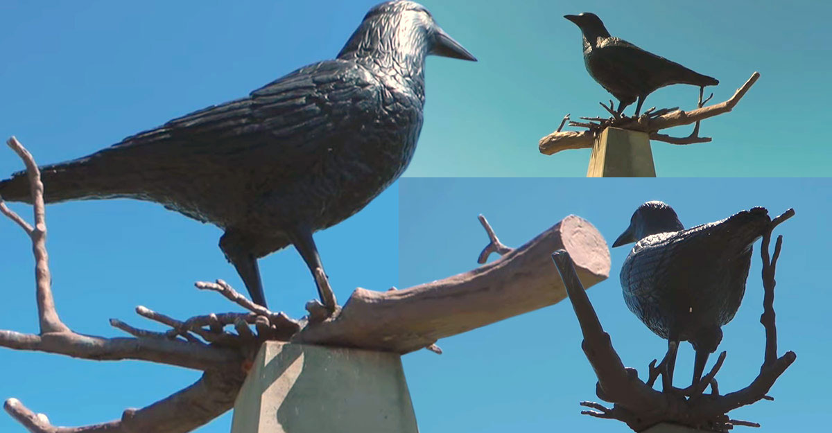 ലോകത്തിലെ ഏറ്റവും വലിയ കാക്ക ഇവിടെയുണ്ട് | world Largest Crow in ...