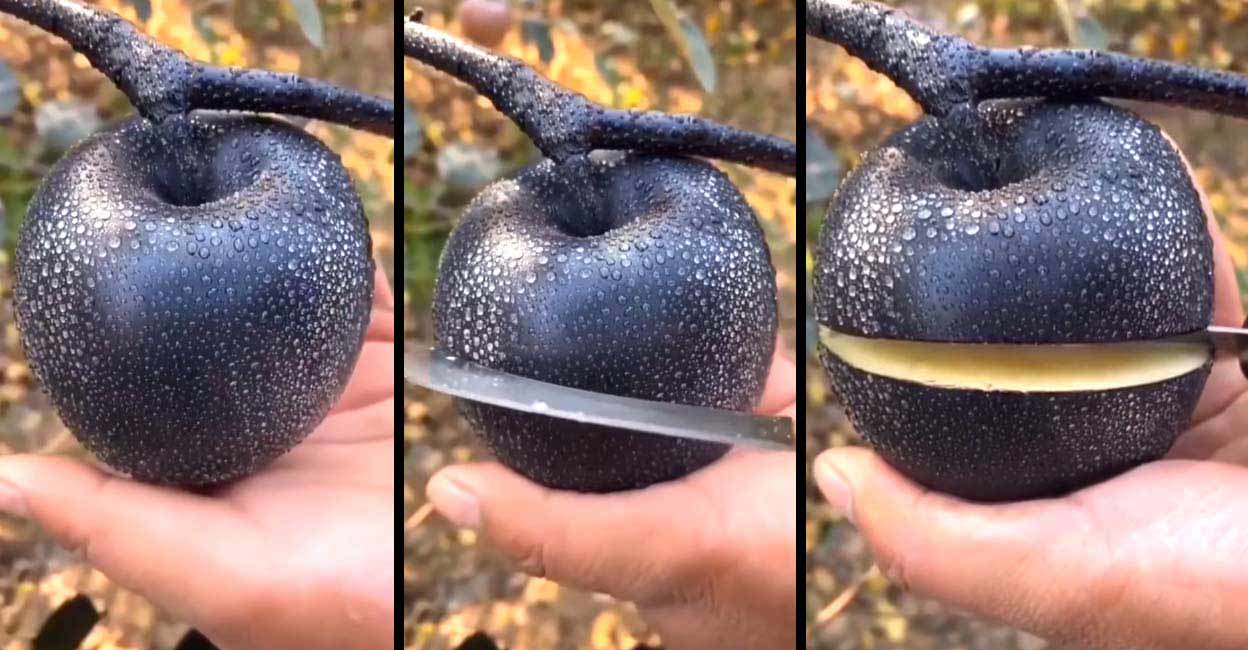 കറുത്ത നിറമുള്ള ആപ്പിൾ, യഥാര്‍ത്ഥമാണോ? | Visit Black Apple in Arkansas Farm