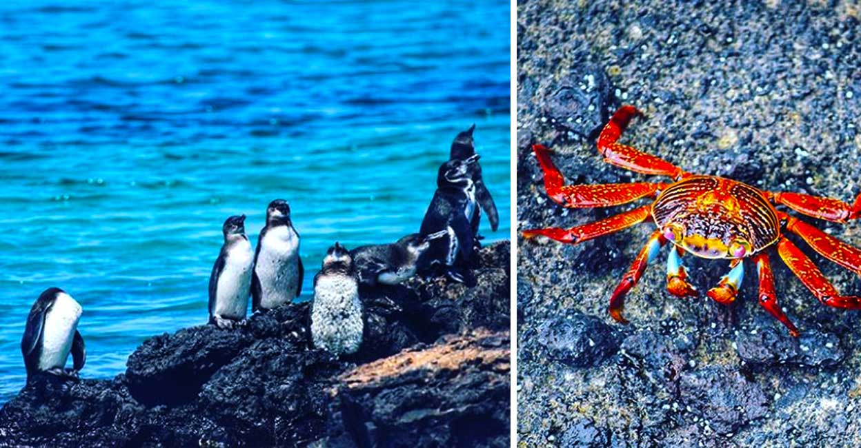 കൊക്കയ്ൻ ചായ, പെൻഗ്വിനുകൾക്കൊപ്പം നീന്തൽ; അമ്പരപ്പിക്കും ഇൗ യാത്ര ...