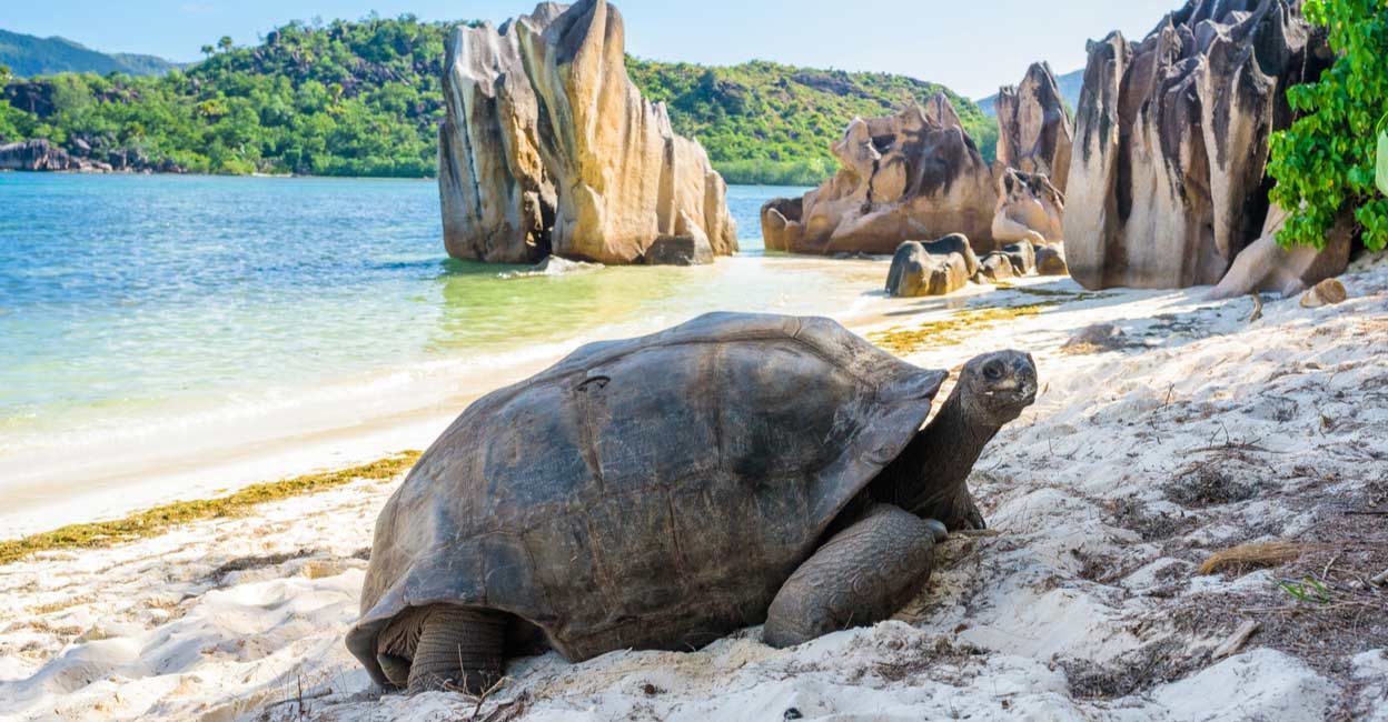 304 കിലോ ഭാരമുള്ള ആമയും പതിനായിരക്കണക്കിന് പക്ഷികളും; അതിസുന്ദരം ഈ ...