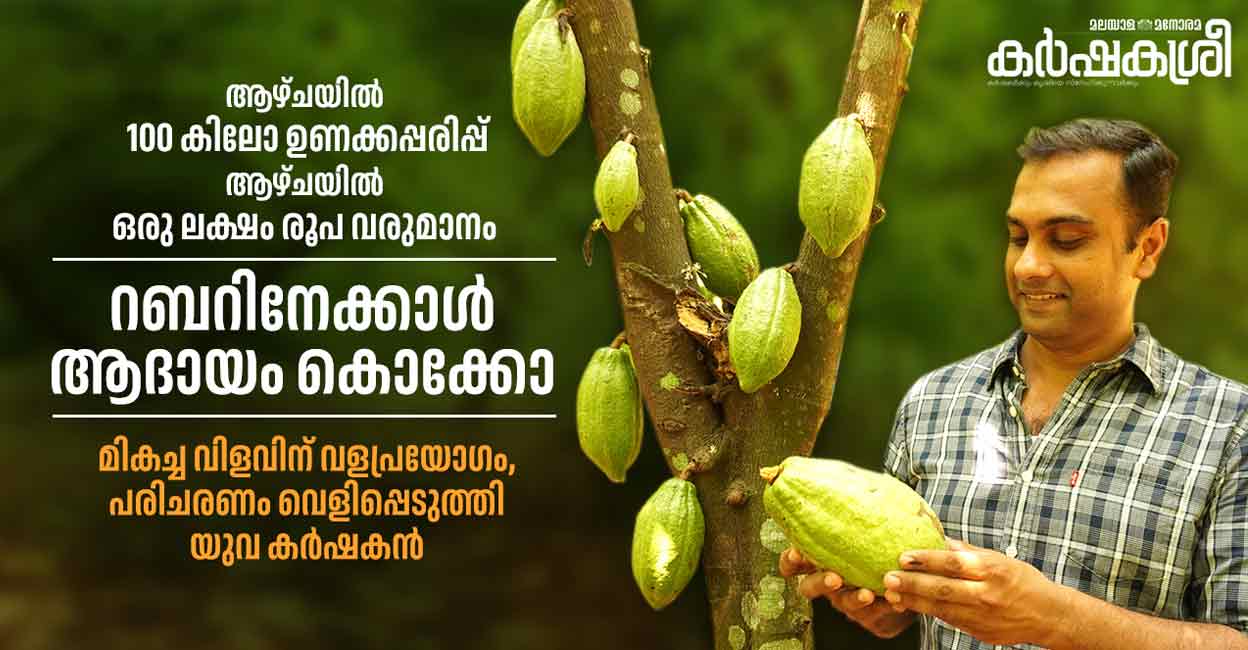 ആഴ്ചയിൽ 100 കിലോ പരിപ്പ്; റബറിനേക്കാൾ ആദായം കൊക്കോ; മികച്ച വിളവിന് യുവ ...