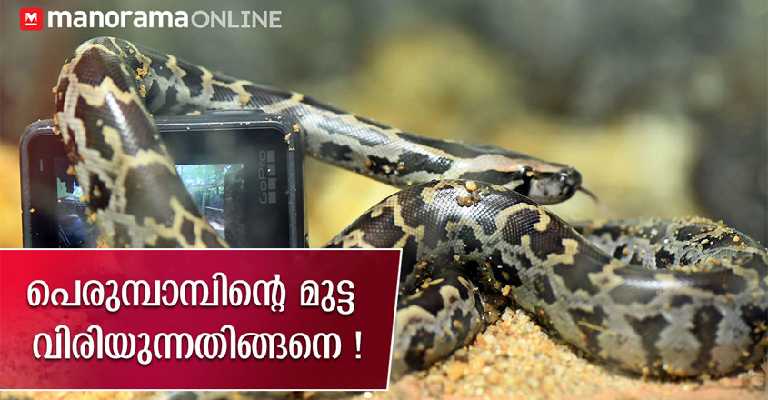 പെരുമ്പാമ്പിന്റെ മുട്ട വിരിയുന്നതിങ്ങനെ