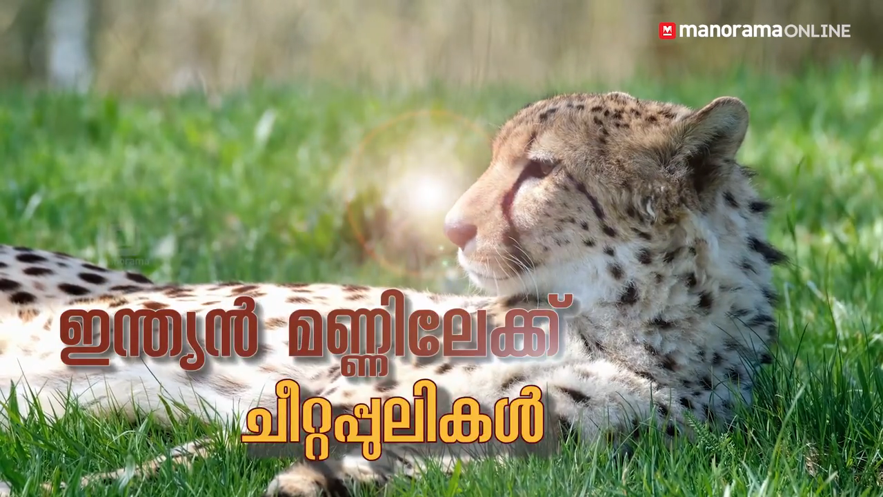 ഇന്ത്യൻ മണ്ണിലേക്ക് ചീറ്റപ്പുലികൾ